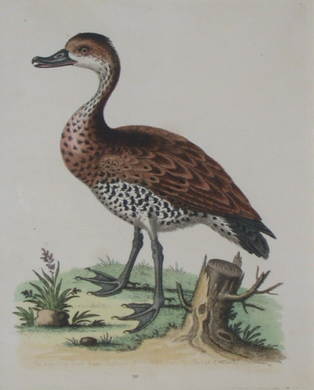GEORGE EDWARDS (1694-1773) THE WHISTLING DUCK | 5 May 2006
