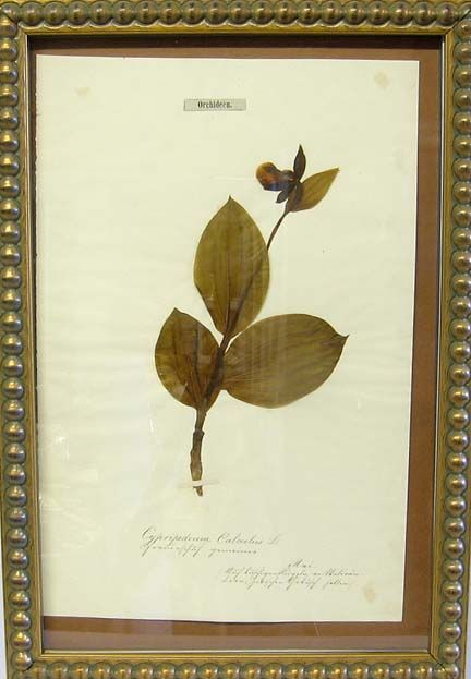 Eight framed and mounted botanical specimens english, mid 19th century ...